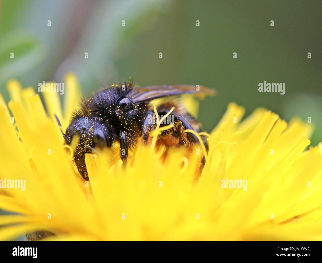 bloom, blossom, flourish, flourishing, portrait, eyes, forehead, insect ...