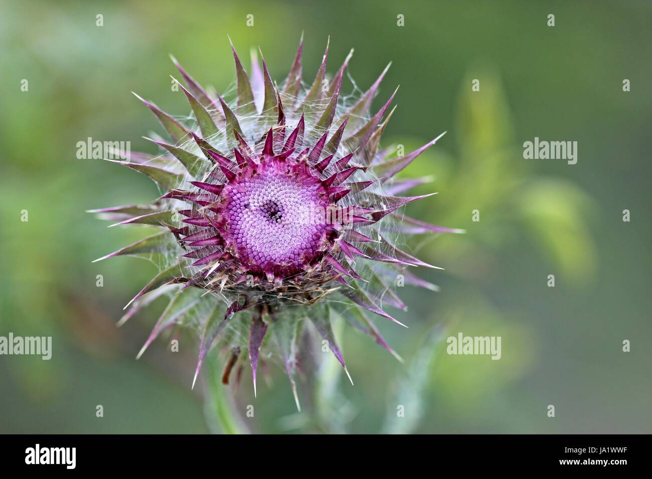 bloom, blossom, flourish, flourishing, bud, violet, thistle, prickly ...