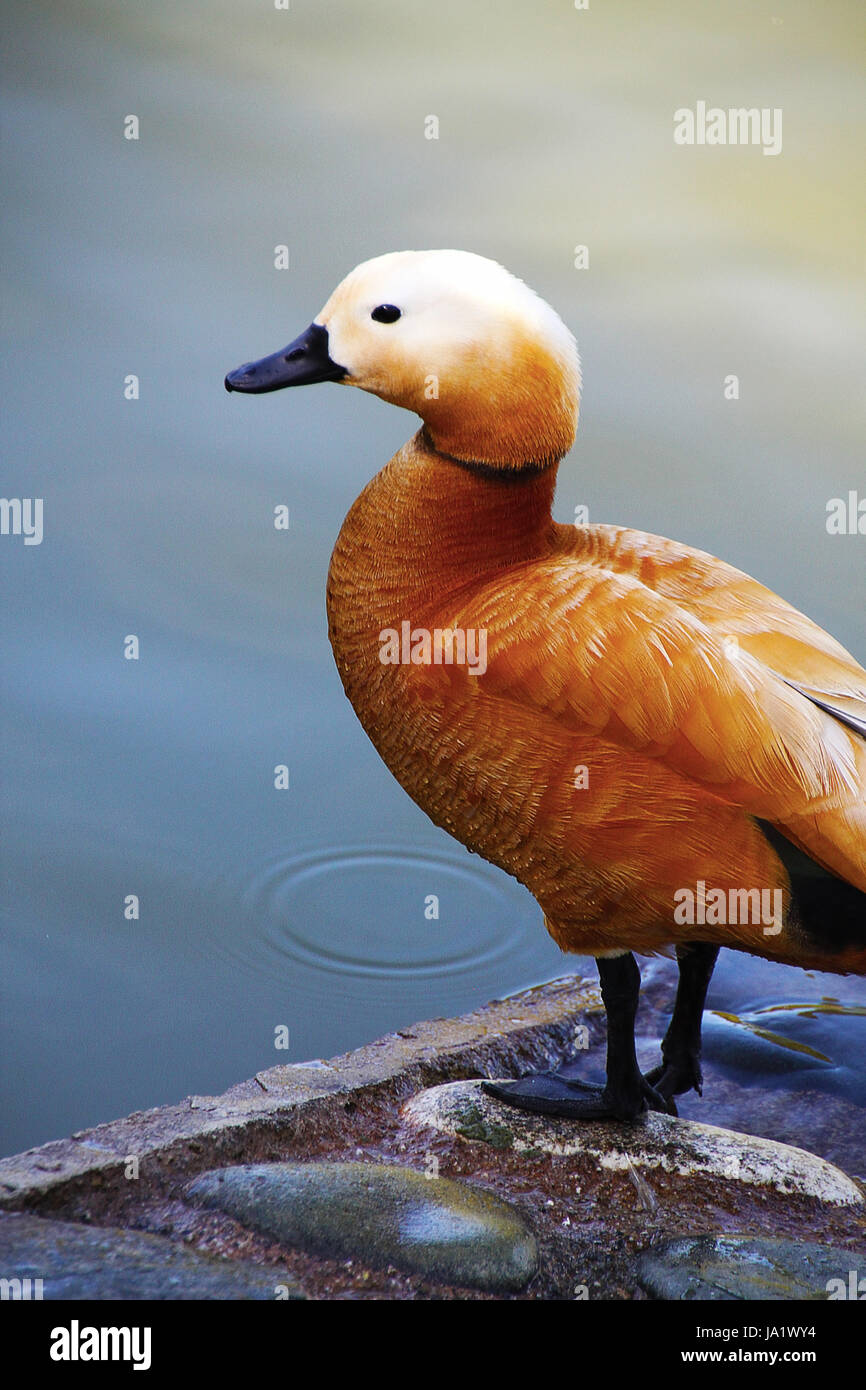 bird, animals, spain, golden, duck, fresh water, lake, inland water ...