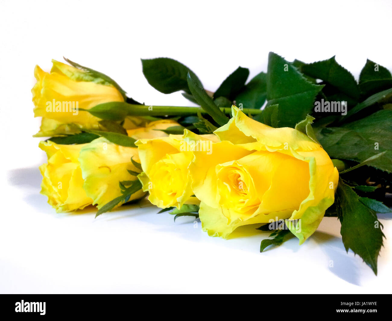 close, arrangement, beautiful, beauteously, nice, leaf, detail ...