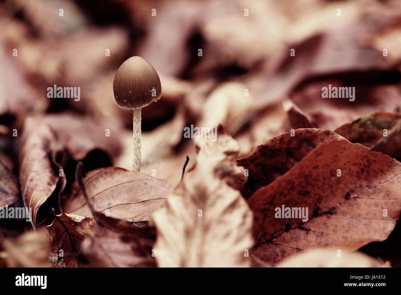mushroom, fungus, forest, leaves, foliage, ground, soil, earth, humus ...