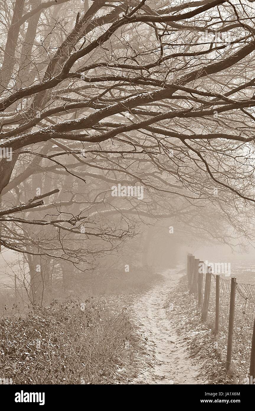 tree, trees, winter, fog, ways, paths, nature, tree, trees, winter ...