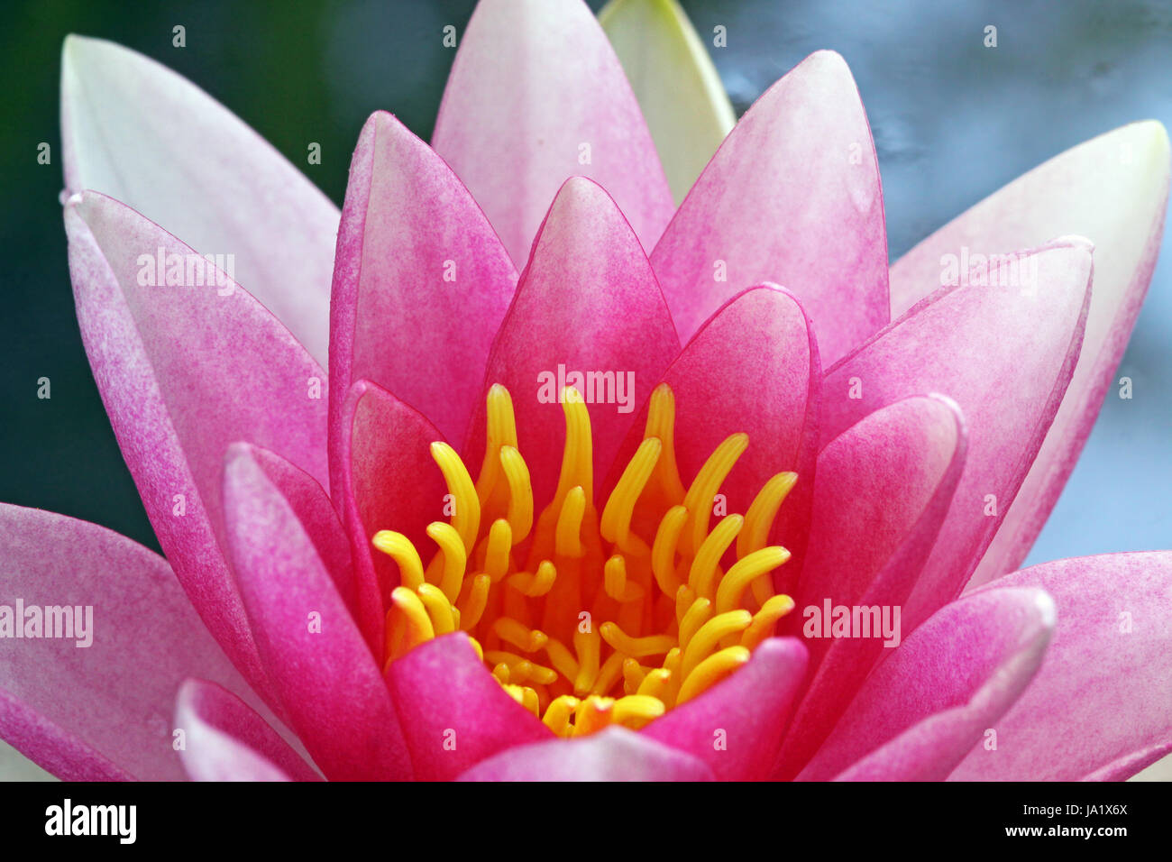 flower, plant, water lily, aquatic plant, damask rose, yellow, pink ...