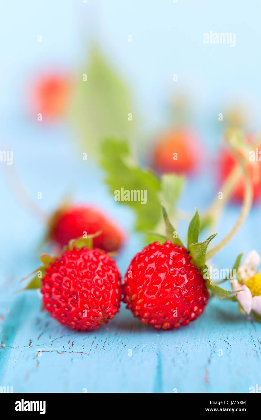 blossoms, fruity, bleed, rustical, rustic, woodstrawberries ...