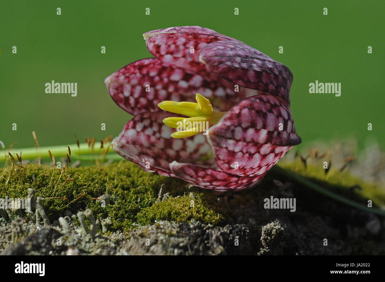 Lily savage hi-res stock photography and images - Alamy