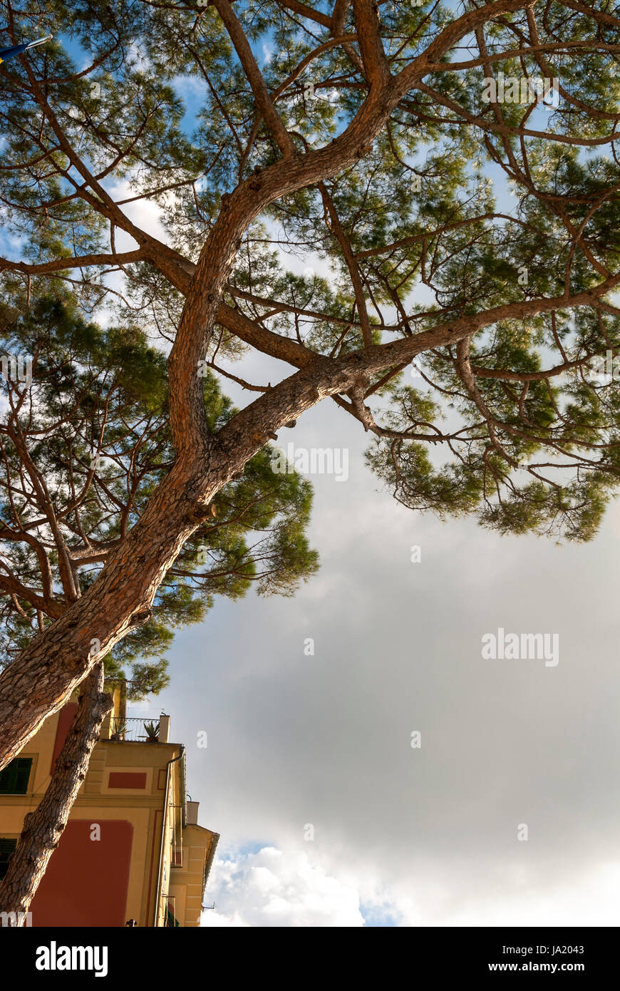 leaves, genoa, colors, colours, foliage, house, building, tree, tourism ...