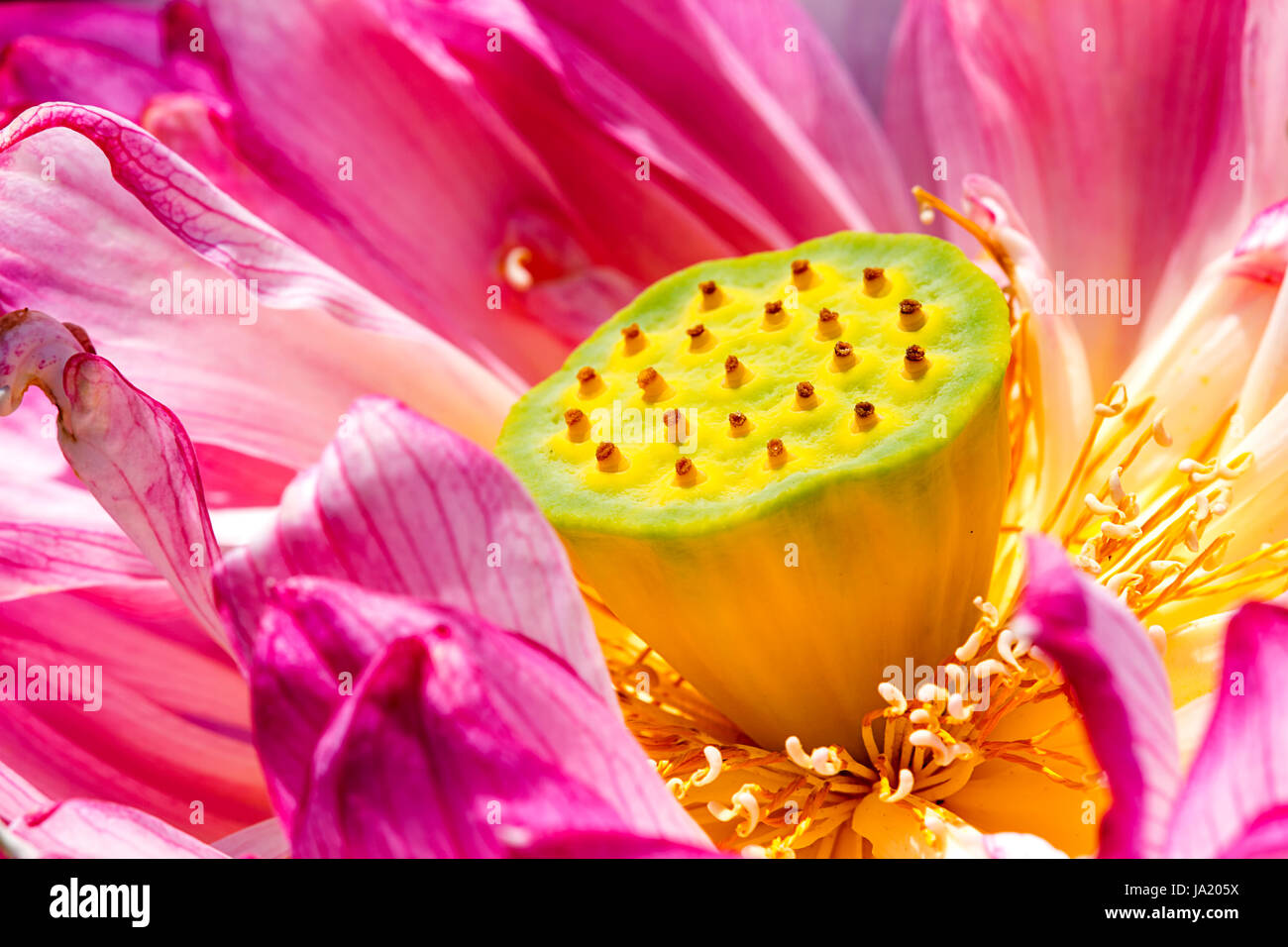 flower,plant,lotus,lotus flower,pink,nature,lotus blossom,lotus ...