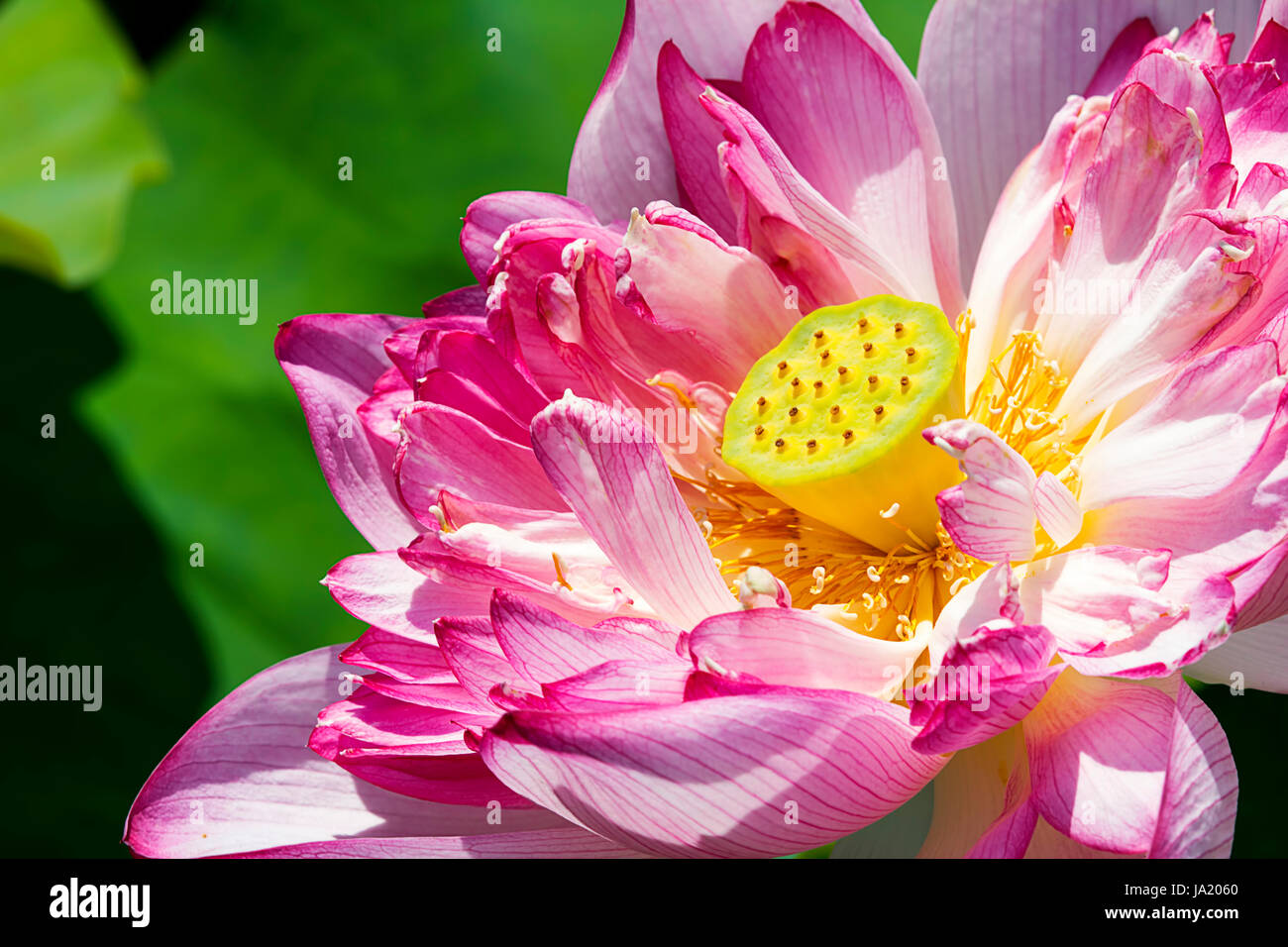 flower,plant,lotus,lotus flower,pink,nature,lotus blossom,lotus ...