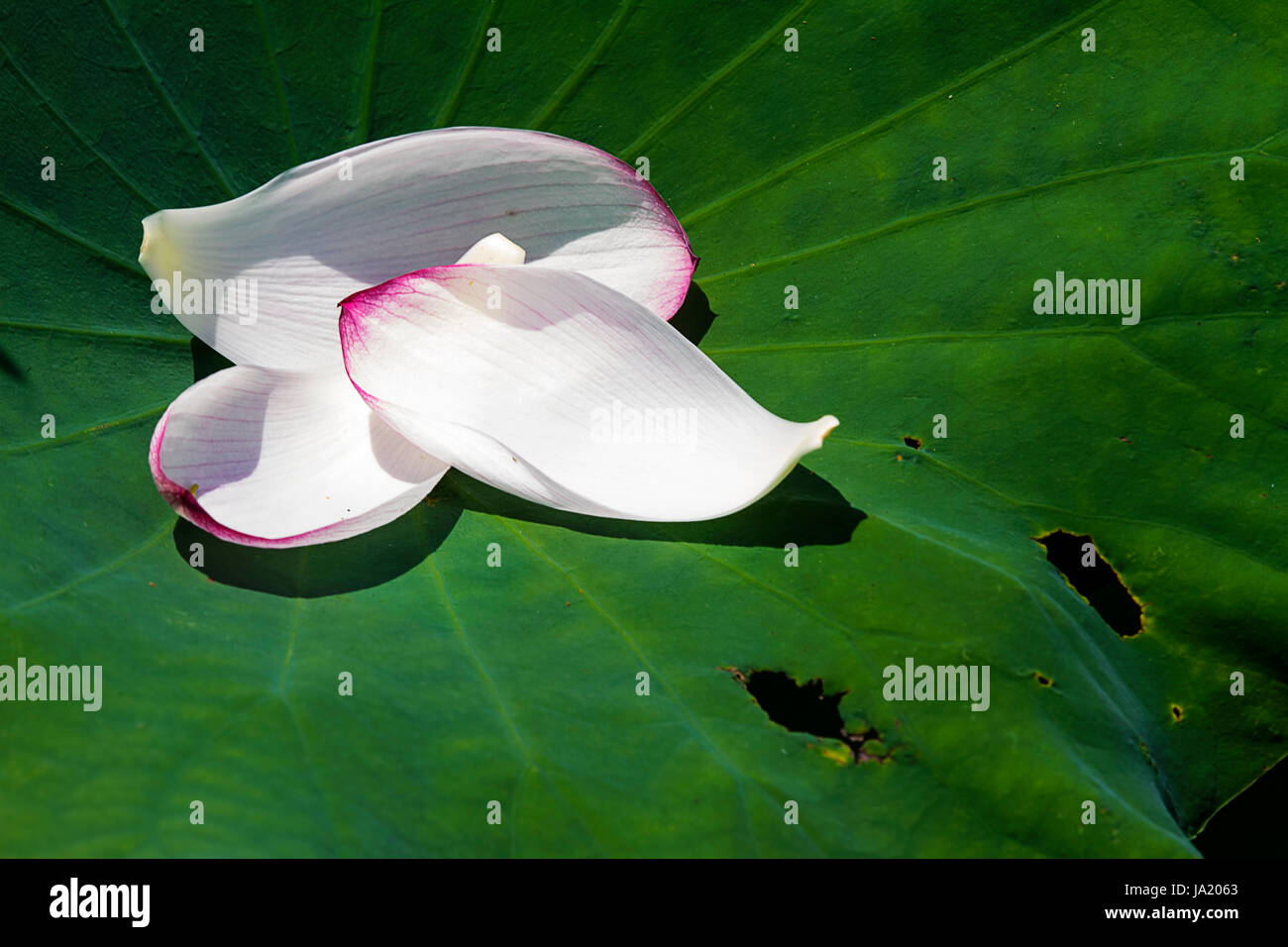 flower,plant,lotus,lotus flower,pink,nature,lotus blossom,lotus ...