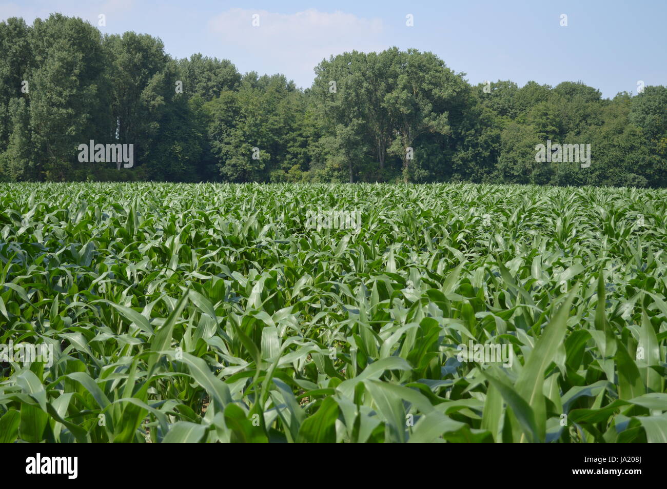plant, field, corn, cornfield, nature, plant, field, corn, cornfield ...