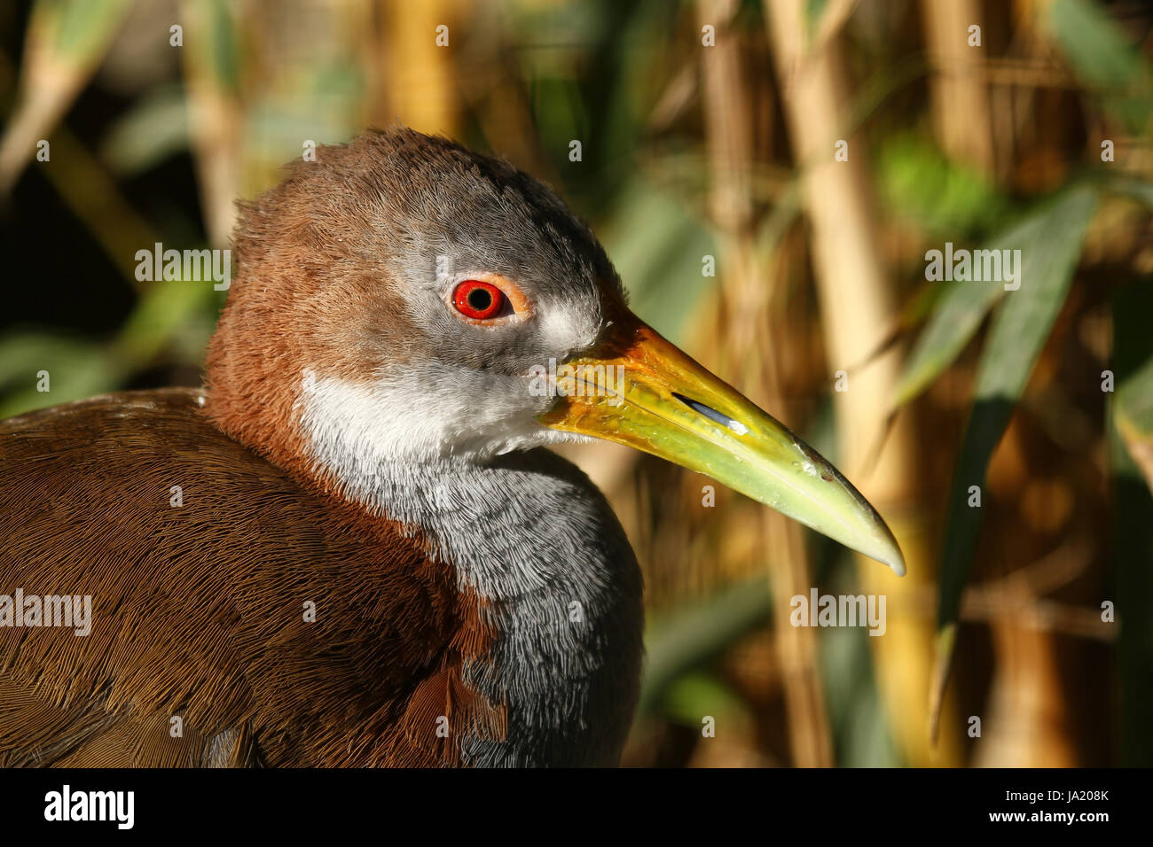 giant woodhen (ypecaha-rail Stock Photo - Alamy