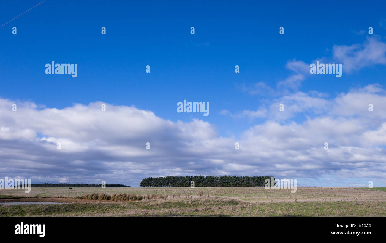 Meadows and small forest in Northern Tasmania, Australia, close to ...