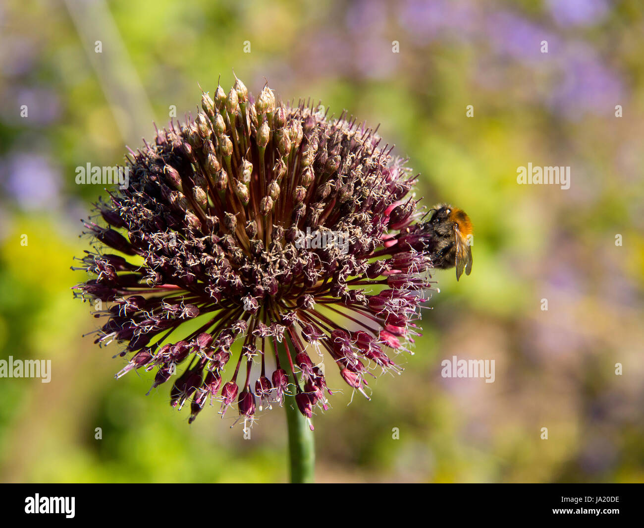 garden, flower, plant, bloom, blossom, flourish, flourishing, summer ...