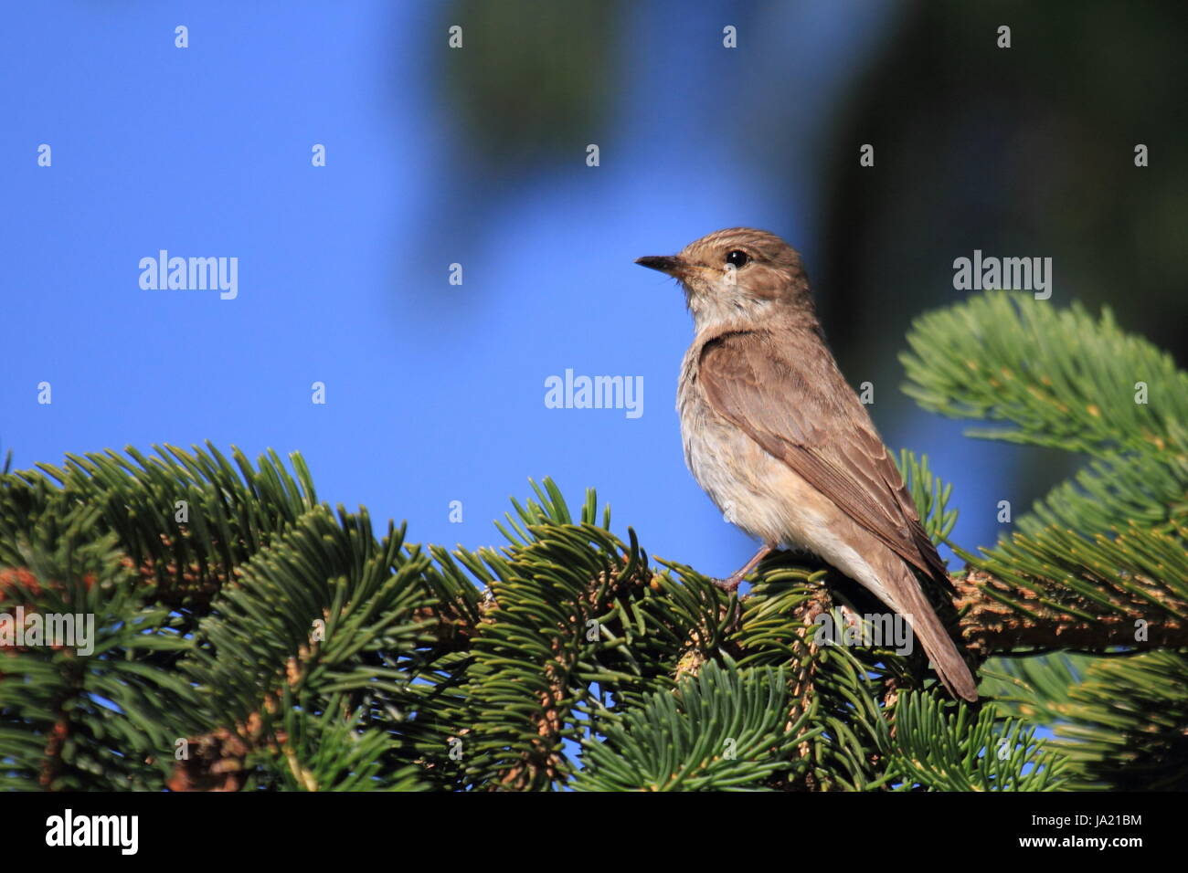 bird, birds, snatch, singing-bird, insectivore, insectivorous ...