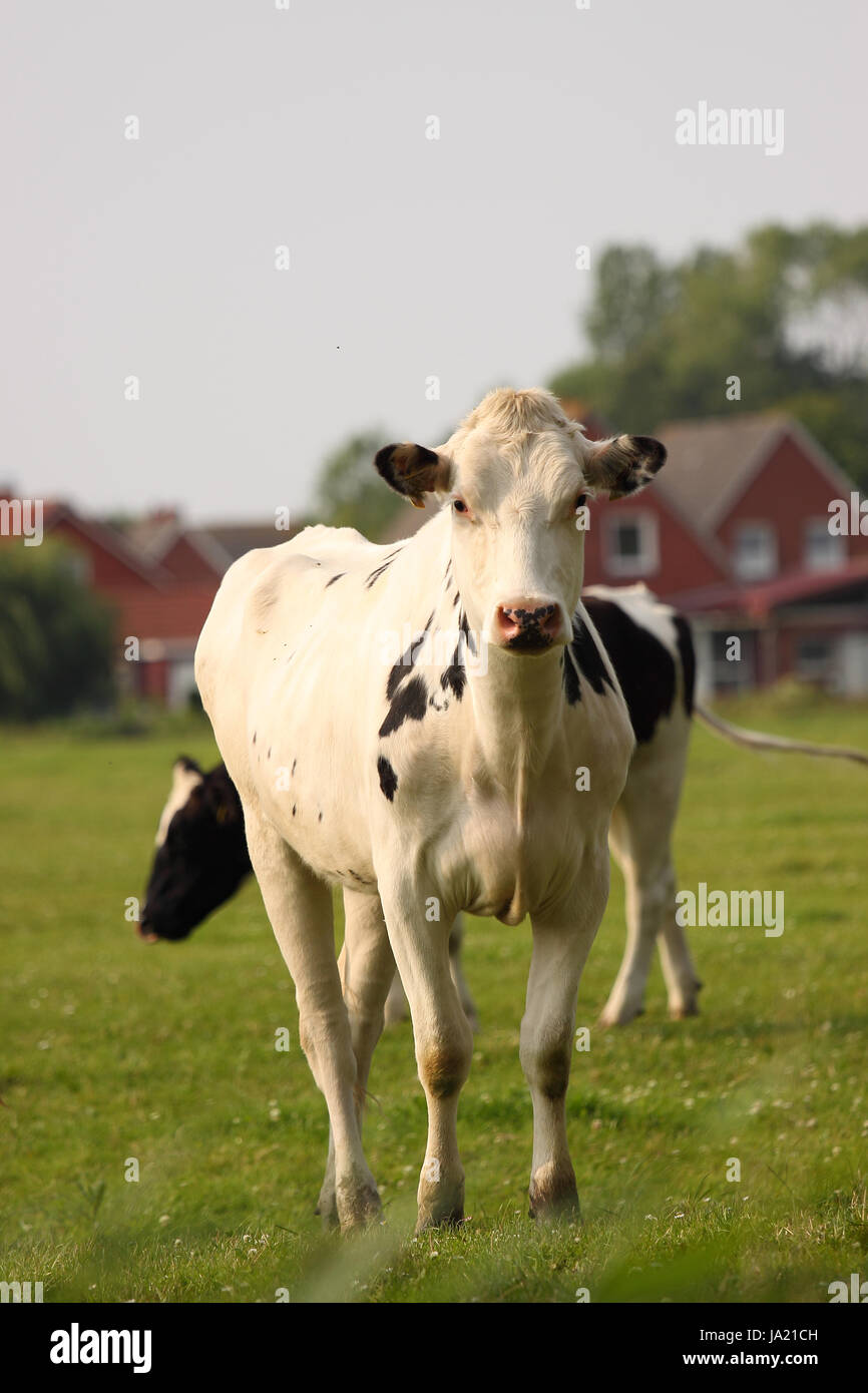 bull, cow, bovine, cows, cattle, milker, bull, agriculture, farming ...