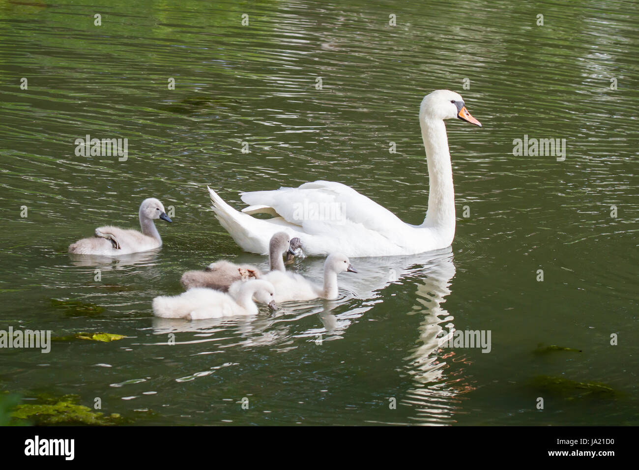 swan with chicks 4,swan with chicks 4 Stock Photo - Alamy