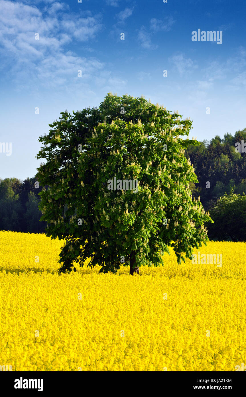 rape, tree, trees, flower, plant, ground, soil, earth, humus, flora ...