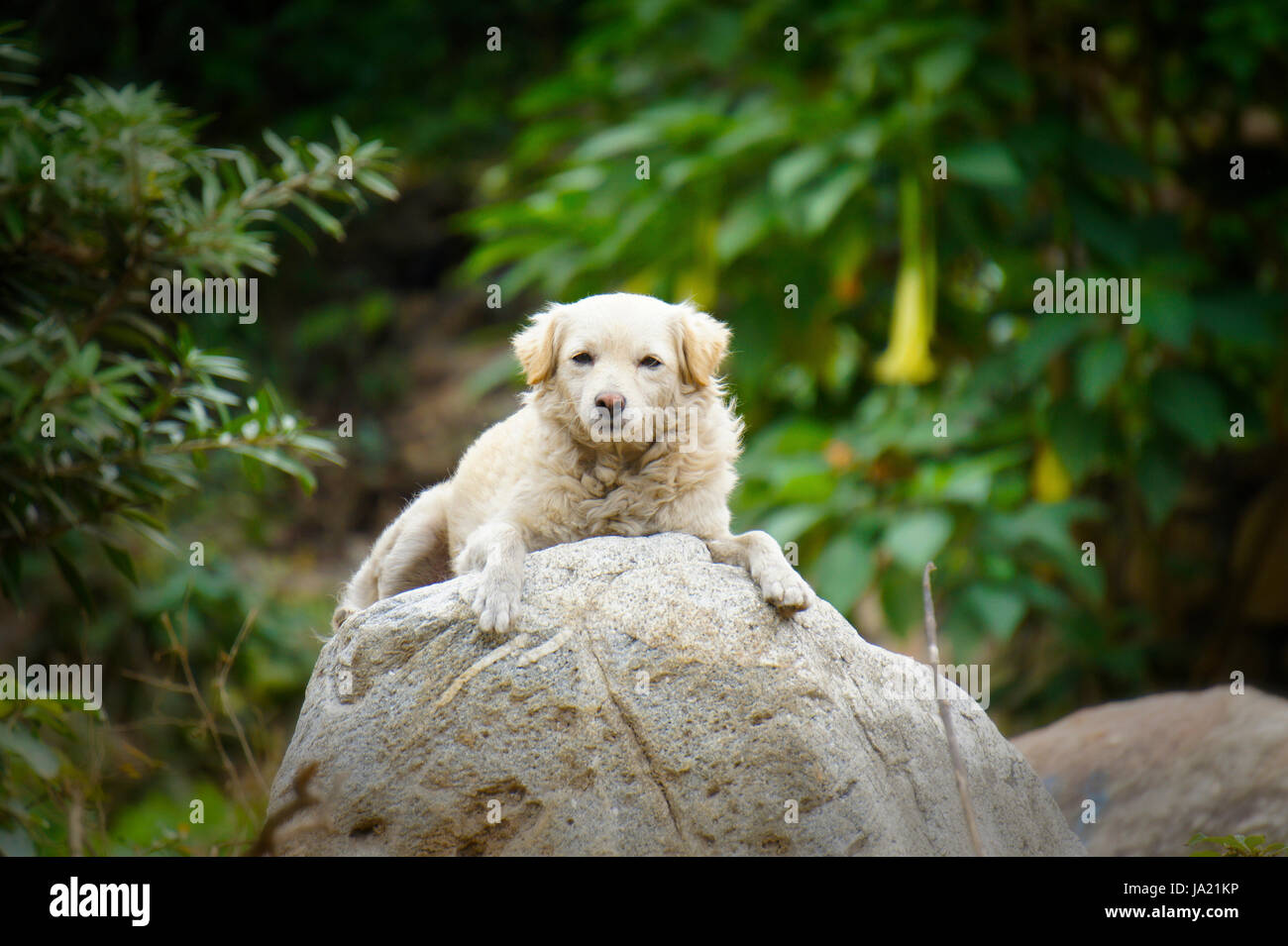Sleeping k9 hi-res stock photography and images - Alamy