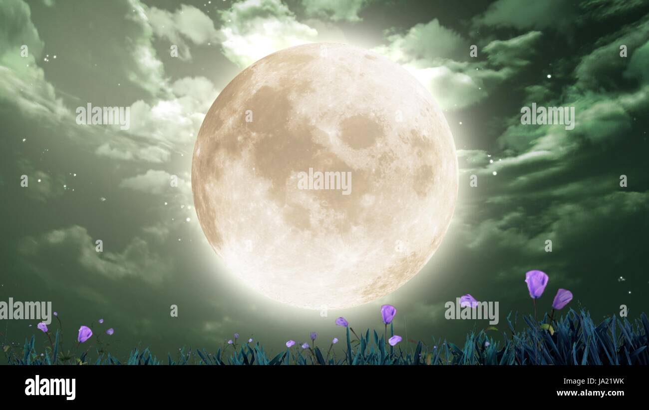 beautiful, beauteously, nice, space, flower, plant, night, nighttime ...