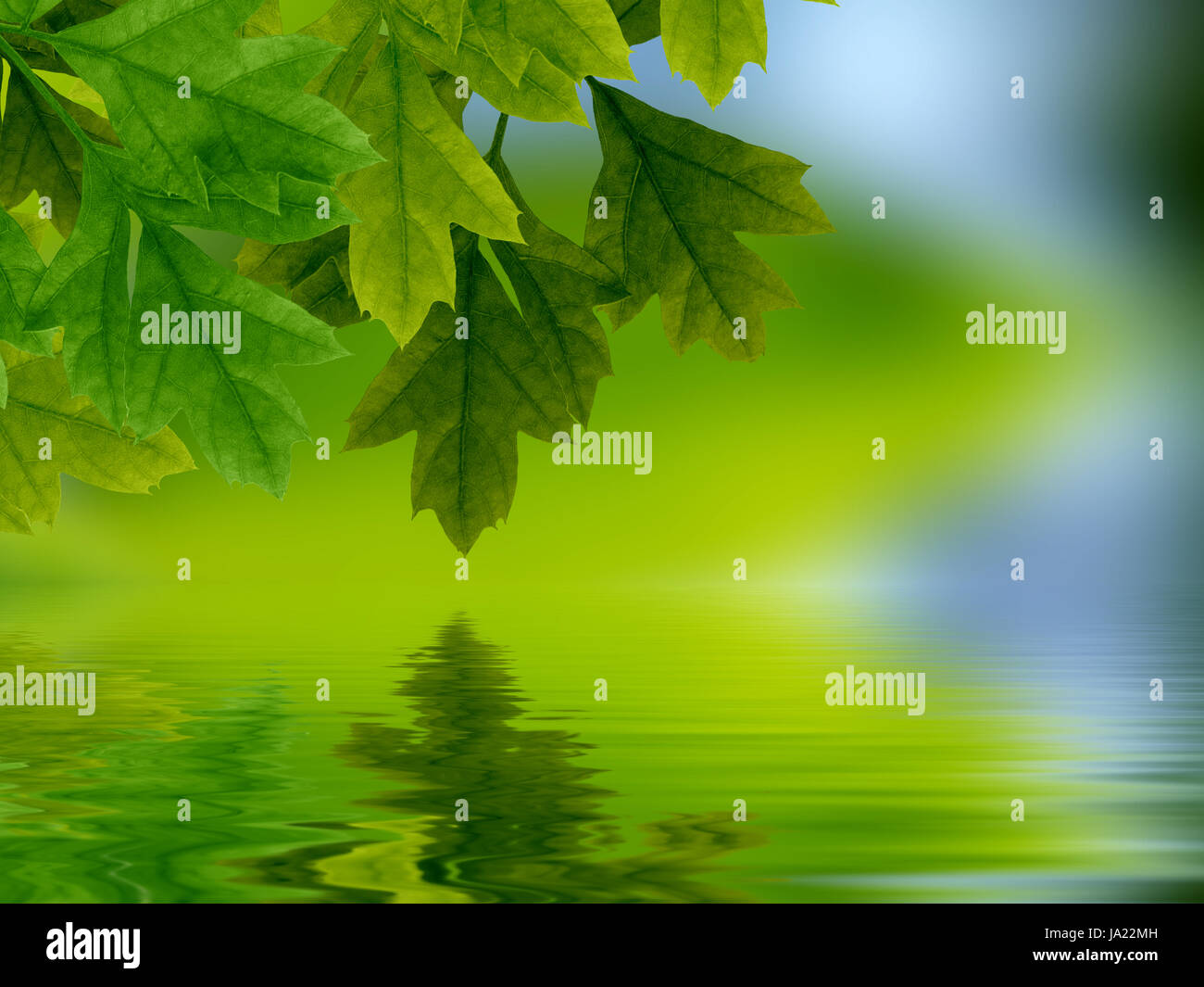 environment, enviroment, colour, closeup, botany, branches, color ...