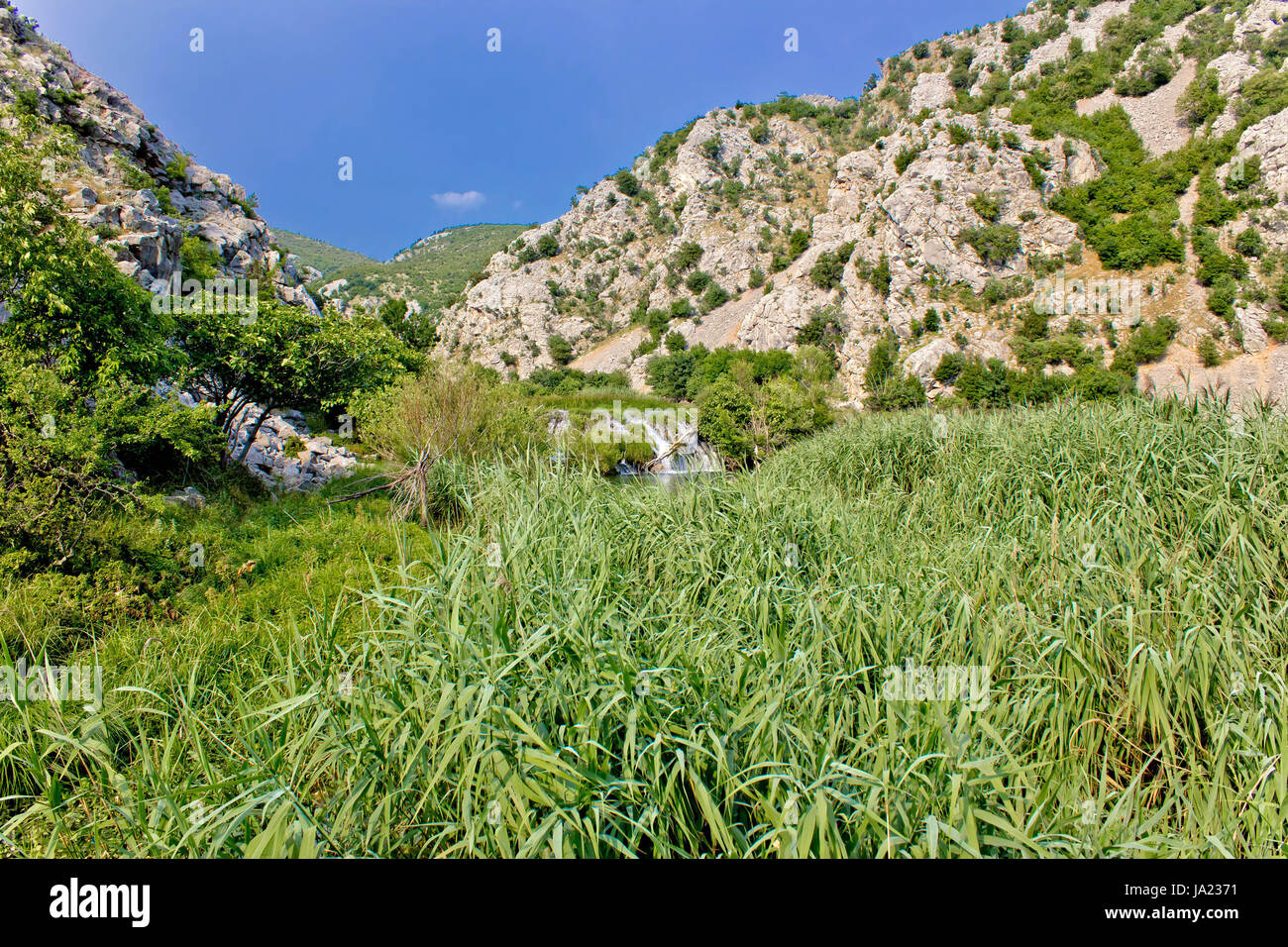 beautiful, beauteously, nice, environment, enviroment, tree, flow, park ...