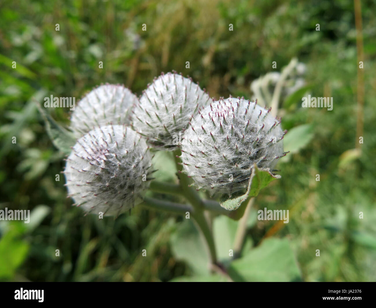 flower, plant, bud, haired, felt, spider webs, bur, barb, flower, plant ...