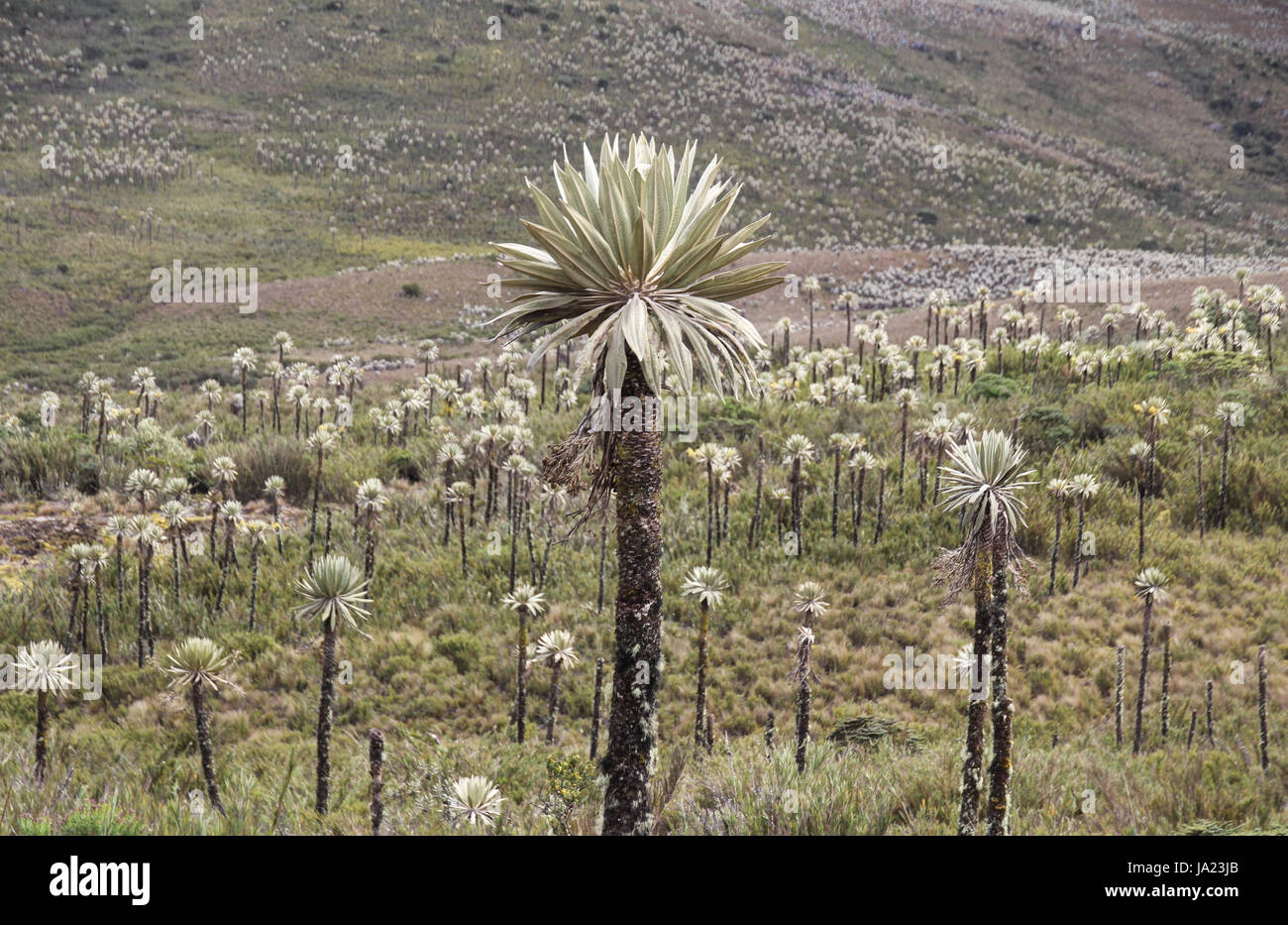 Tundra Trees And Plants