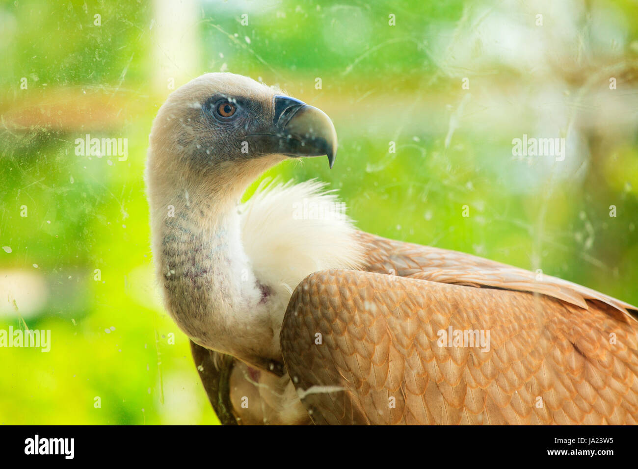 bird, carrion, bird, hunt, vulture, scavenger, owl, kestrel, codger ...