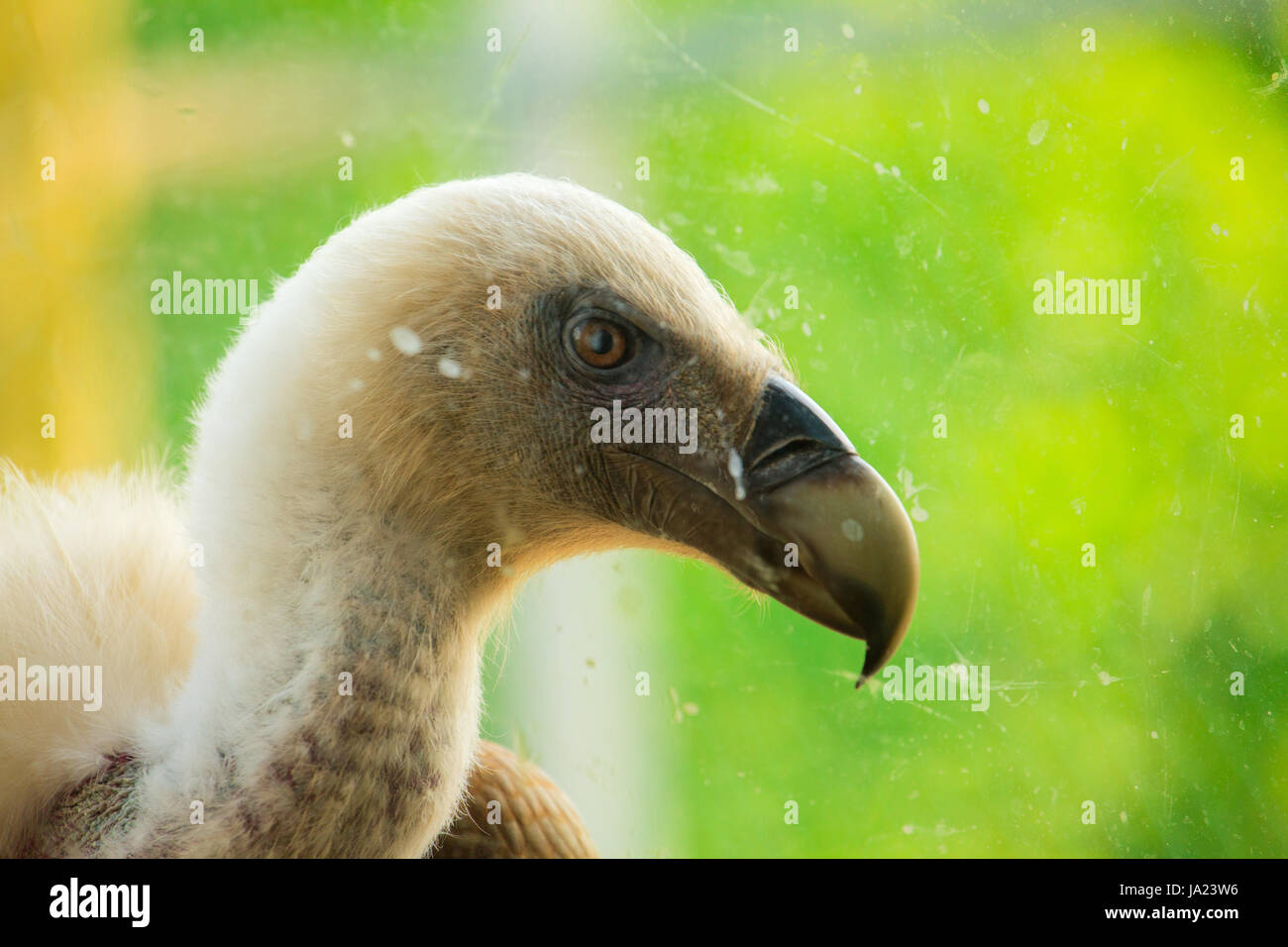 bird, carrion, bird, hunt, vulture, scavenger, owl, kestrel, codger ...