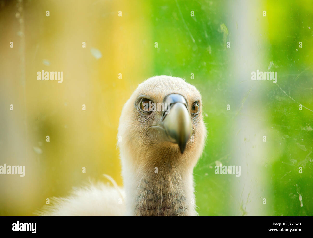 bird, carrion, bird, hunt, vulture, scavenger, owl, kestrel, codger ...