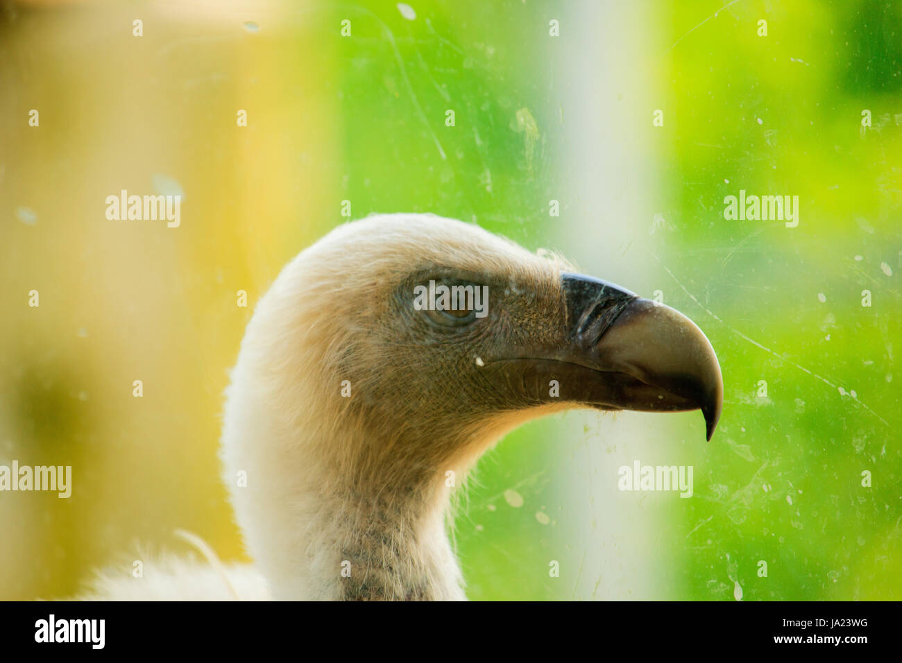 bird, carrion, bird, hunt, vulture, scavenger, owl, kestrel, codger ...