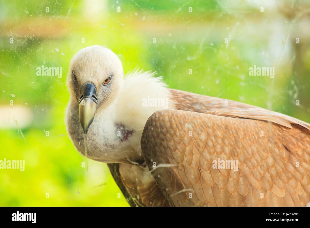 bird, carrion, bird, hunt, vulture, scavenger, owl, kestrel, codger ...