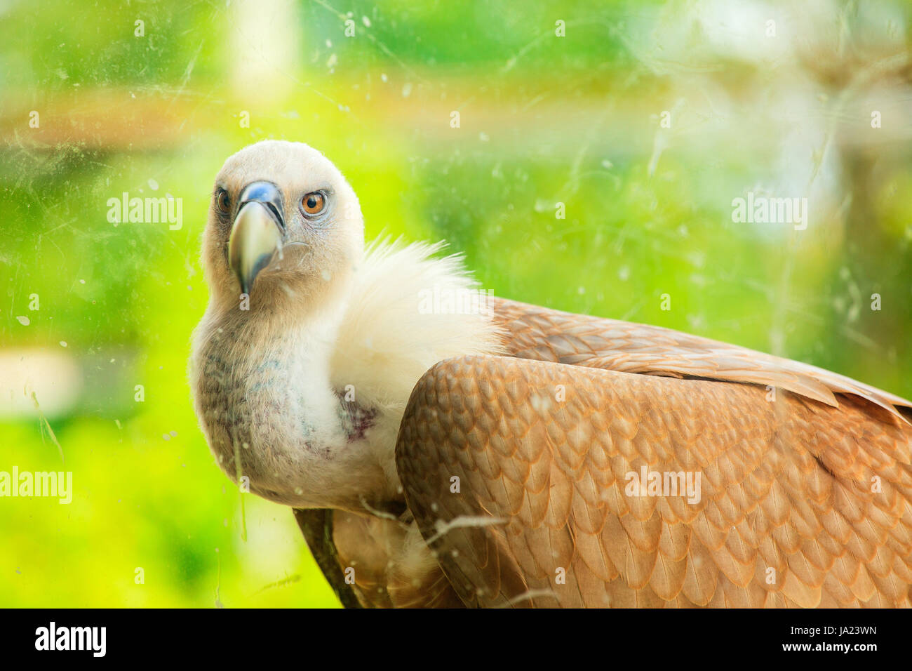 bird, carrion, bird, hunt, vulture, scavenger, owl, kestrel, codger ...