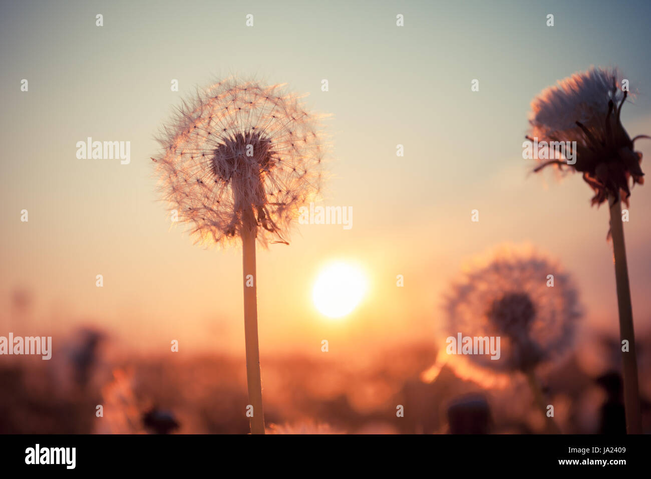 blue, environment, enviroment, colour, horizon, flower, plant, sunset ...