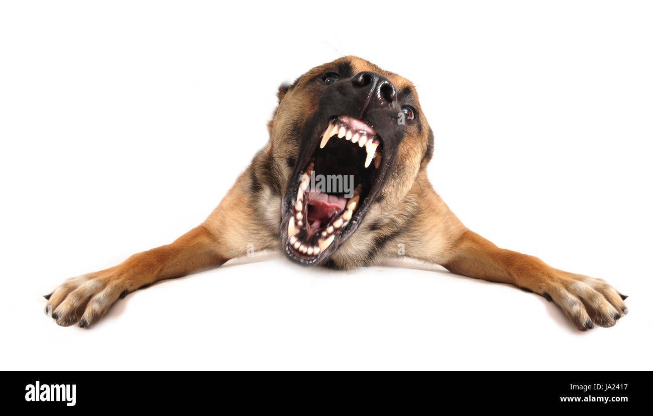 dog, raving, furious, angry, irately, barking, animal, teeth, studio, bad Stock Photo - Alamy