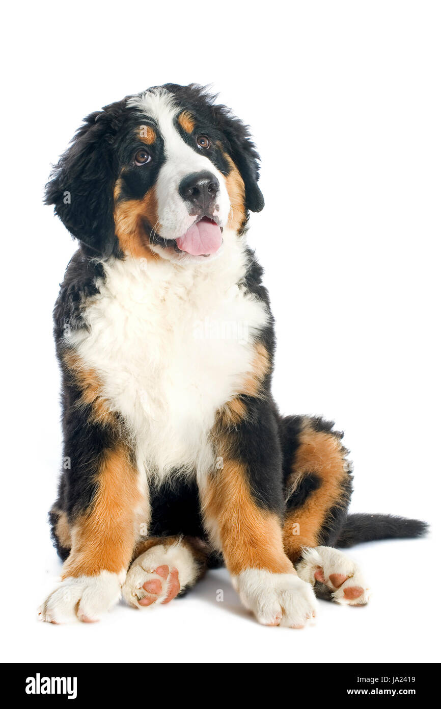 dog, puppy, animal, pet, look, glancing, see, view, looking, peeking ...