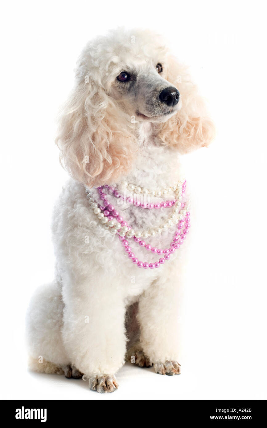 flower, rose, plant, flowers, dog, poodle, collar, pearl, white, pink ...