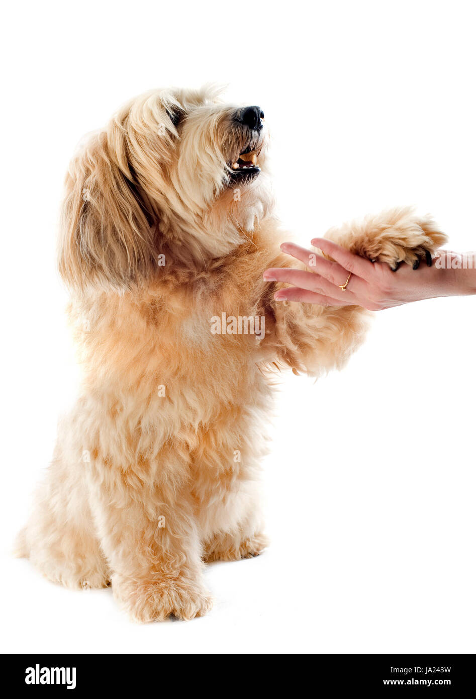 dog, paw, hand, friendship, hand, hands, handshake, animal, pet, brown ...