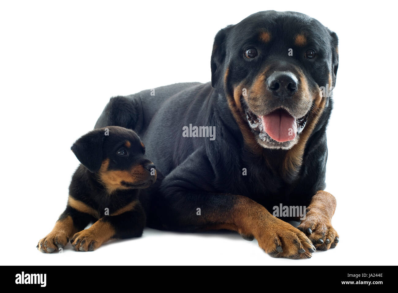 dog, dogs, adult, puppy, adults, rottweiler, senior, friendship, animal ...