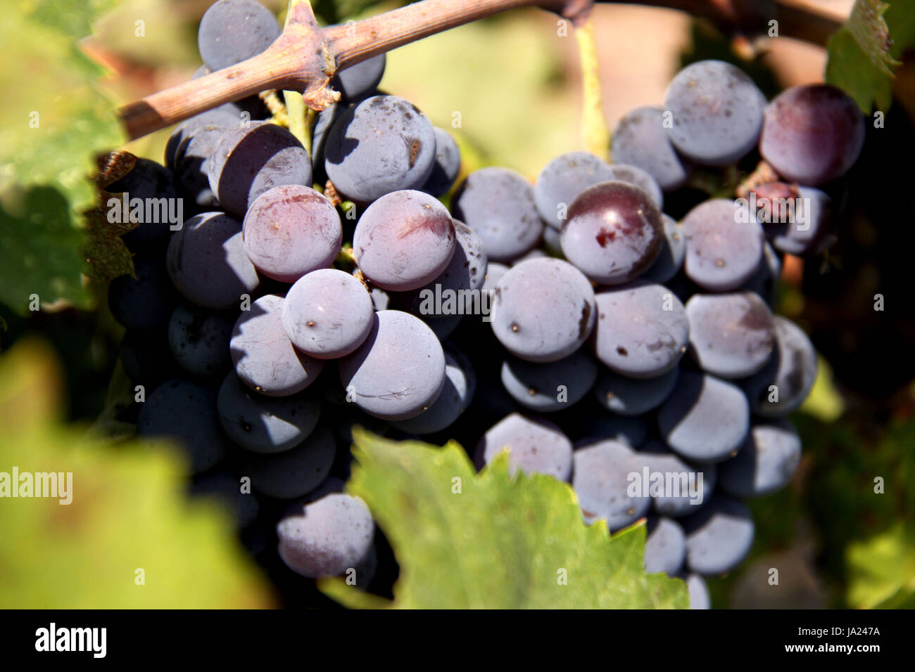 grapes, vineyard, fruit, vine, grape vine, grape-vine, drunken ...