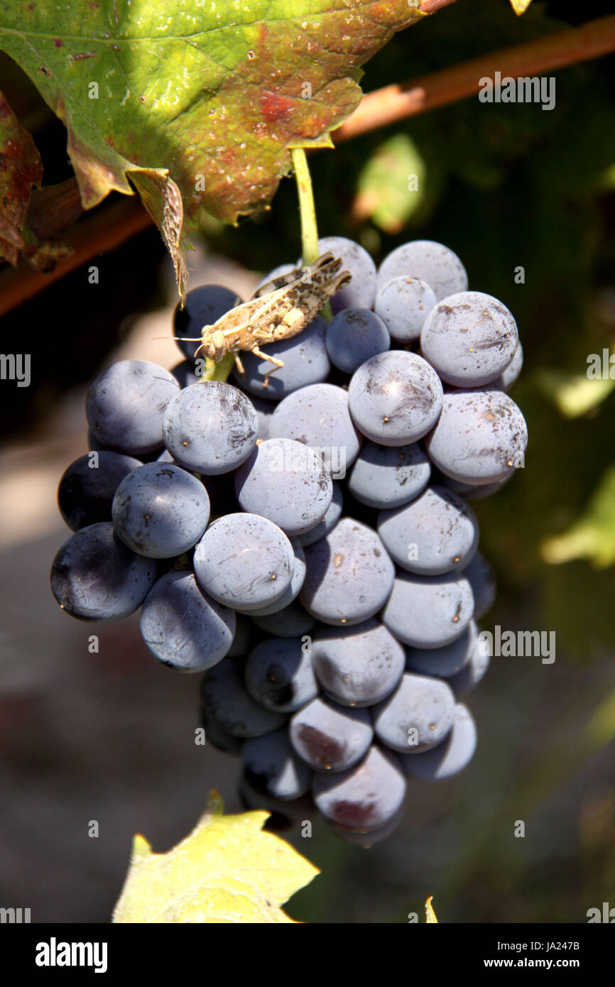 Pergola grapes fruits hi-res stock photography and images - Alamy