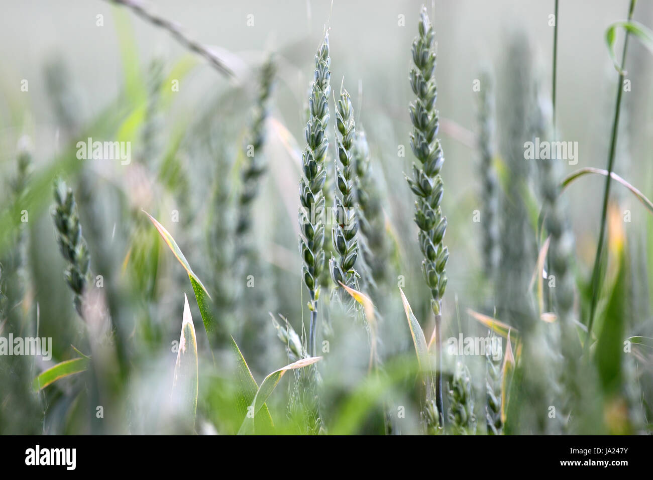 wheat, ear, ears, blades, straw, harvest time, agriculture, farming ...