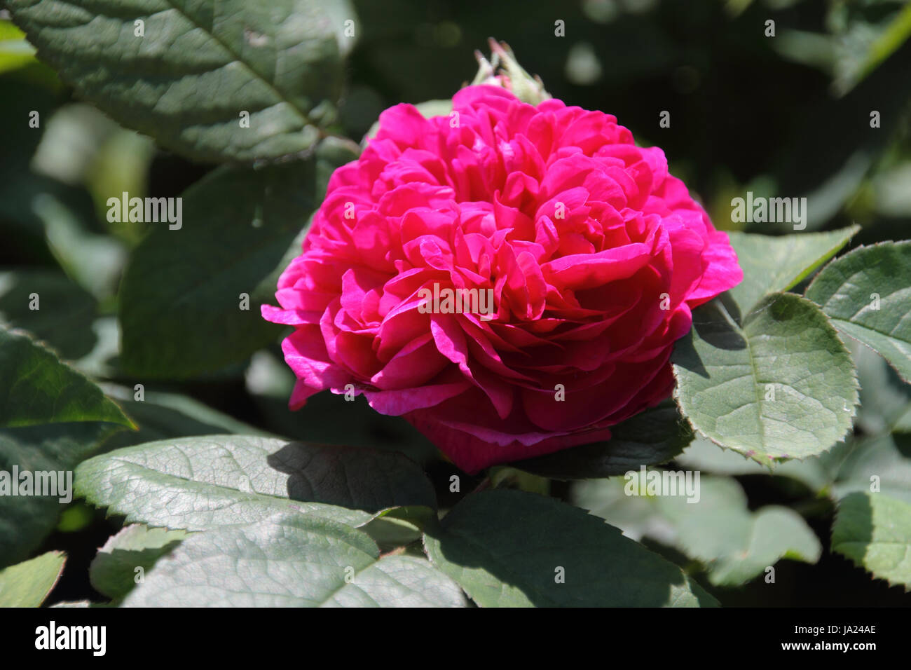 rose de resht Stock Photo - Alamy