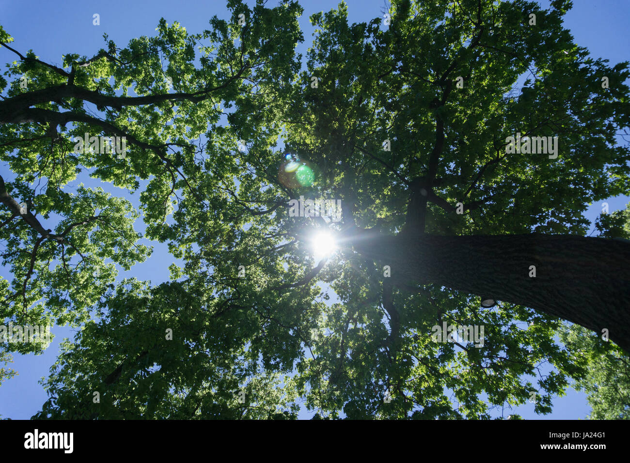 Canopy of leave hi-res stock photography and images - Alamy