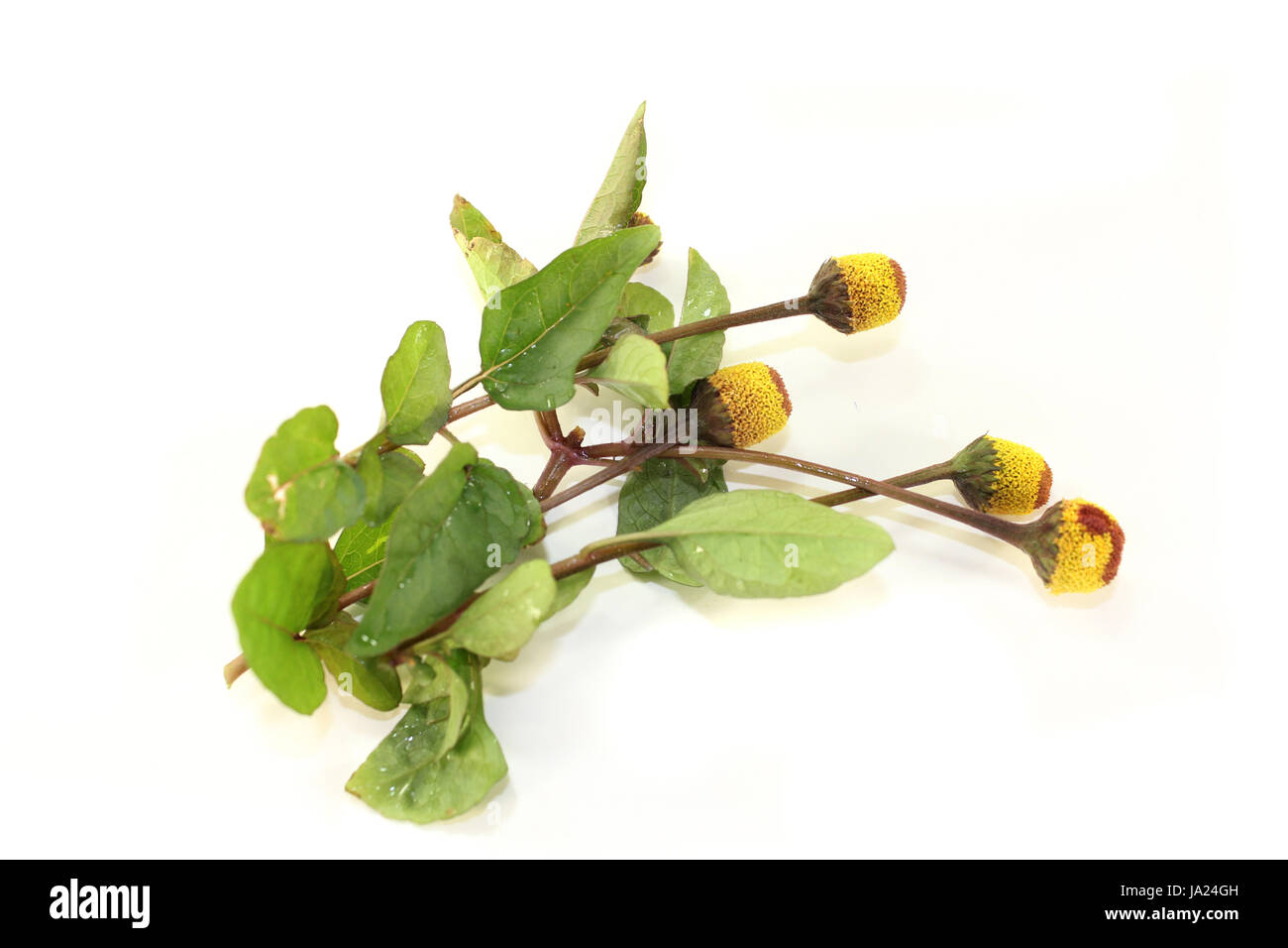 Paracress hi-res stock photography and images - Alamy