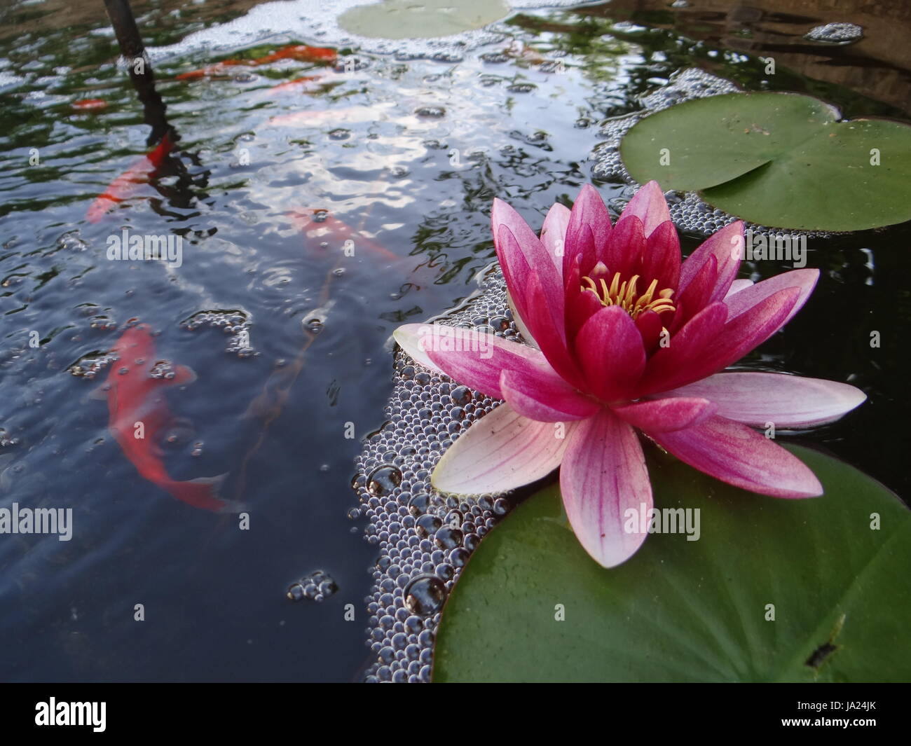 waters, plant, pisces, fresh water, pond, water, garden pond, waters ...