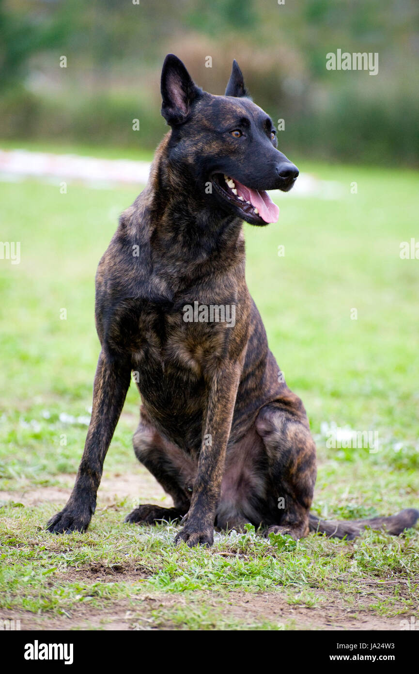 Senior malinois hi-res stock photography and images - Alamy