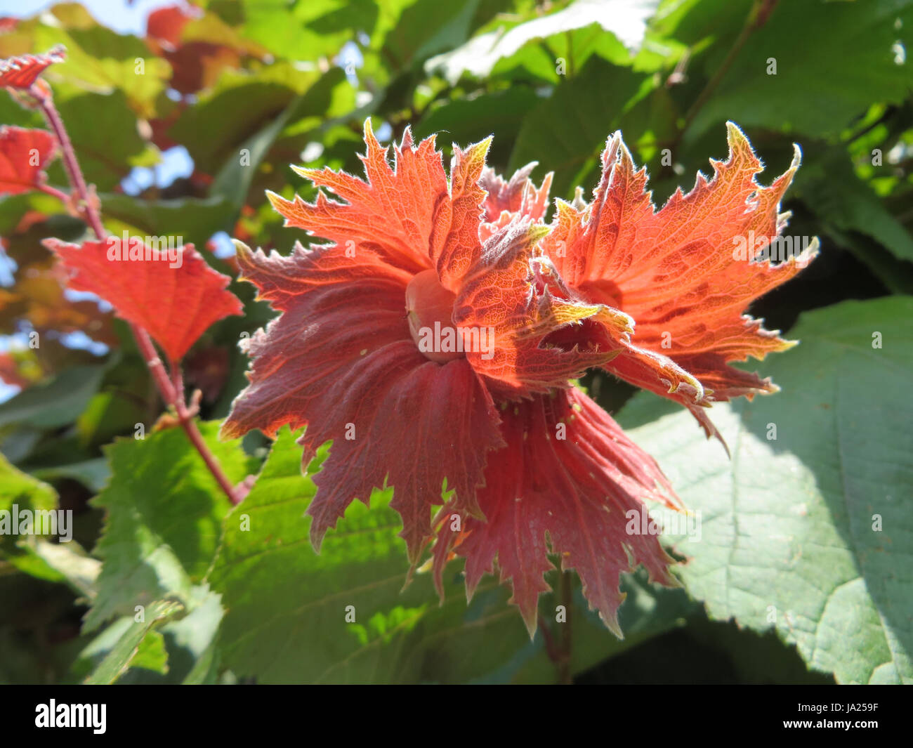 blood hazel - corylus maxima - purpurea Stock Photo - Alamy