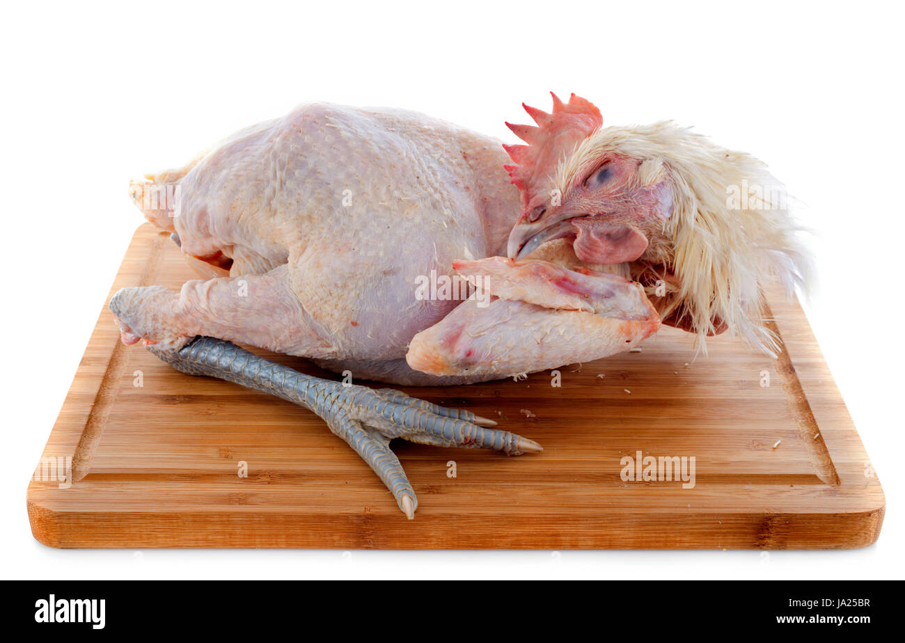 chicken, meat, blue, food, aliment, studio, raw, poultry, paw, feather ...