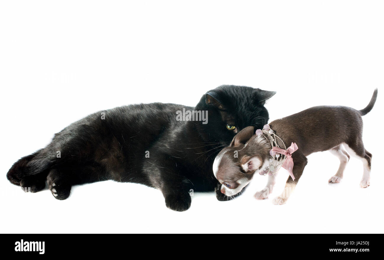 friendship, black, swarthy, jetblack, deep black, dog, puppy, pussycat ...